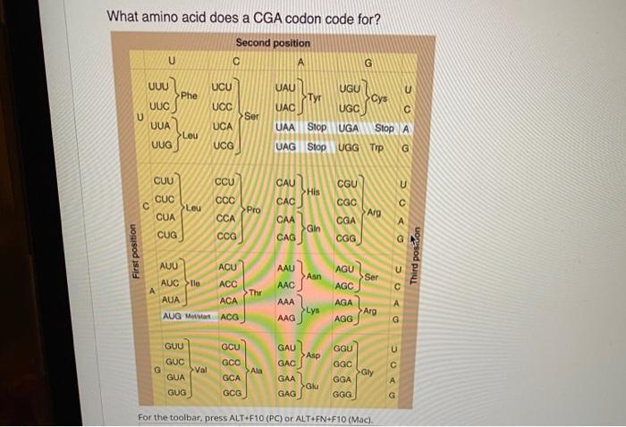 Solved What amino acid does a CGA codon code for? For the | Chegg.com
