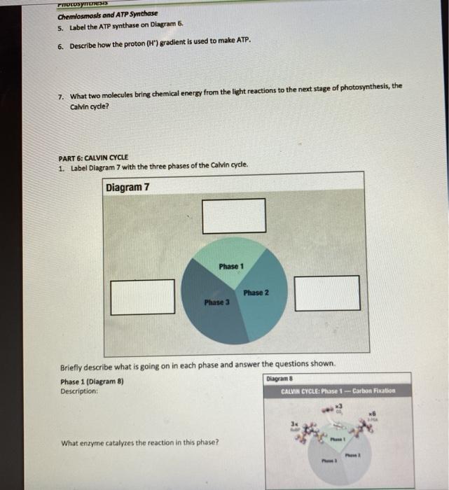 Solved PART 4: CHLOROPLASTS 1. On Diagram 4, label the | Chegg.com Solved PART 4: CHLOROPLASTS 1. On Diagram 4, label the | Chegg.com