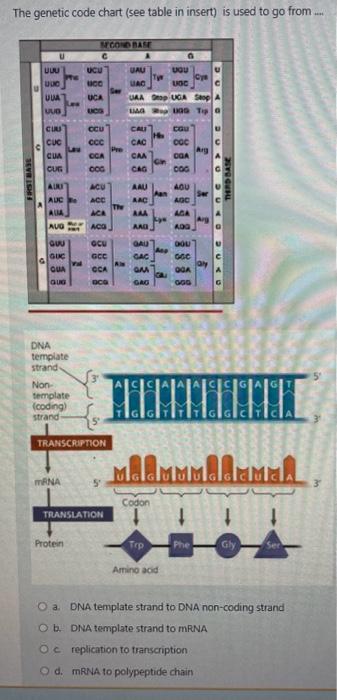 Solved The genetic code chart (see table in insert) is used | Chegg.com