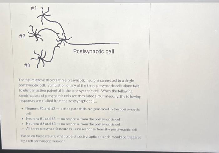 Solved The figure above deplcts three presynaptic neurons | Chegg.com