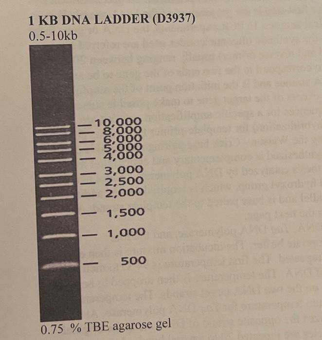 Solved Look at the image of the 1 kb DNA ladder (D3937) (in | Chegg.com
