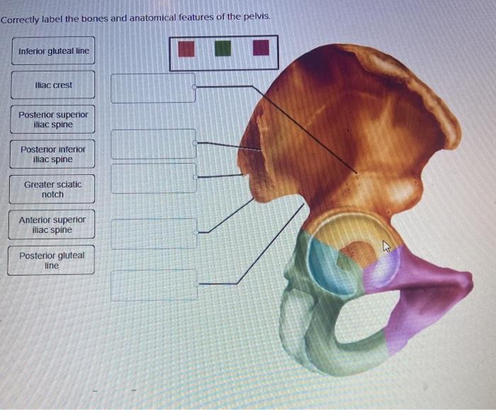 Solved Correctly label the bones and anatomical features of | Chegg.com