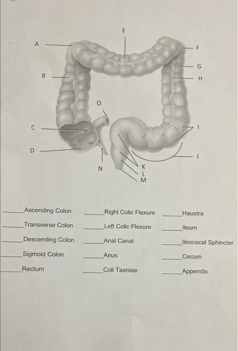Solved E А F G B H D N K L M Ascending Colon Right Colic | Chegg.com