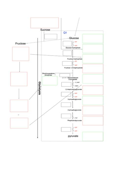 Solved Lab 4: Pathway Building-Glycolysis Theory based lab | Chegg.com