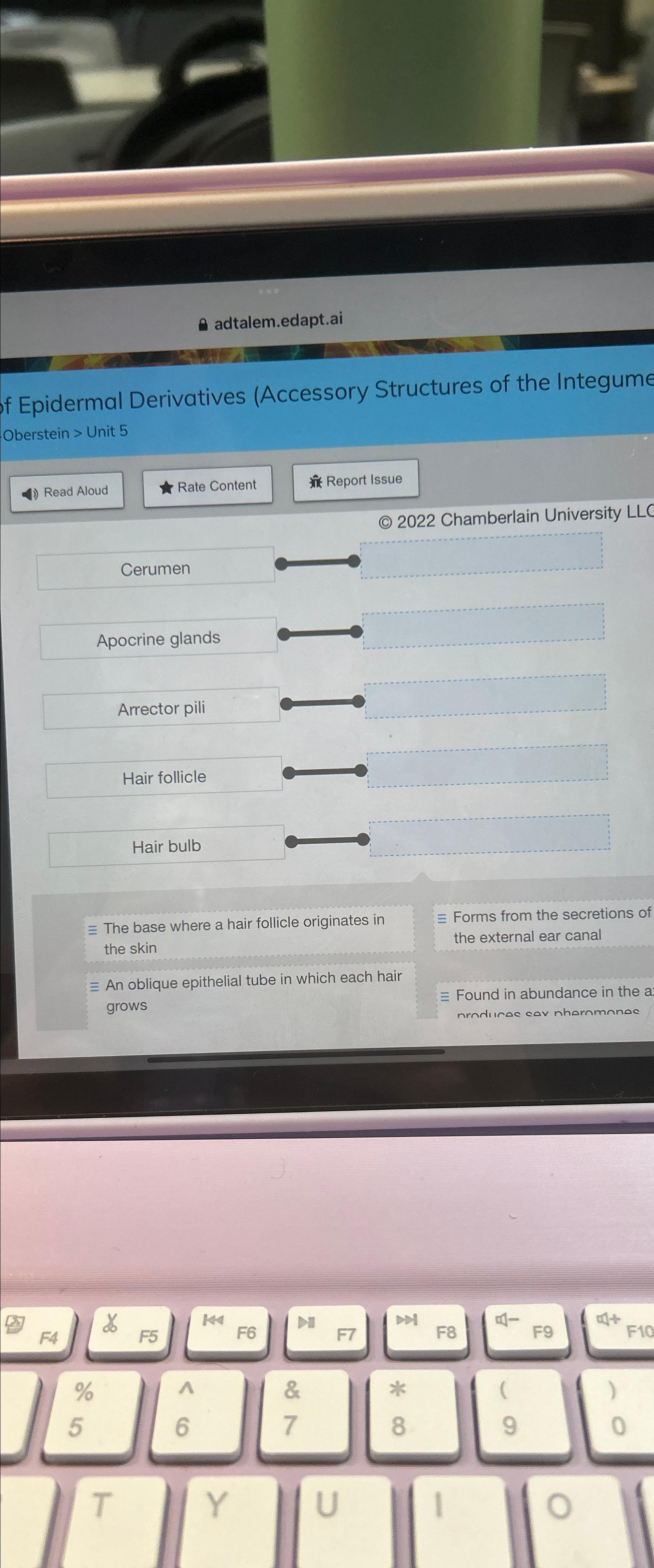 Solved adtalem.edapt.aiIf Epidermal Derivatives (Accessory | Chegg.com