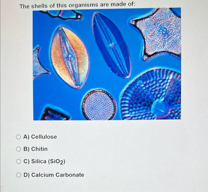 Solved The shells of this organisms are made of: O A) | Chegg.com