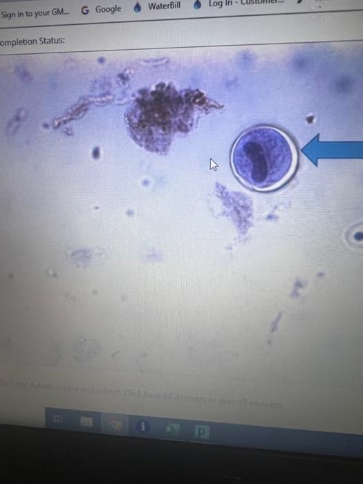 Solved identify the life stage of the protist below A. | Chegg.com