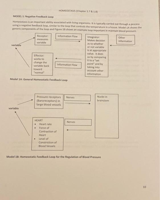 Solved MODEL 1: Negative Feedback Loop Homeostasis is an | Chegg.com