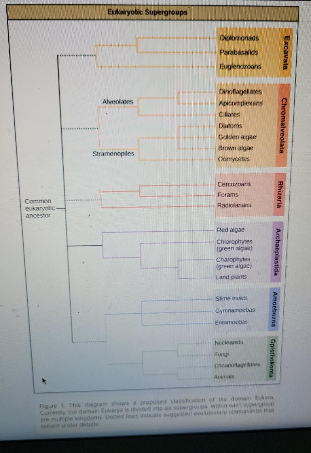 Solved Eukaryotic Supergroups Diplomonads Parabasalids | Chegg.com