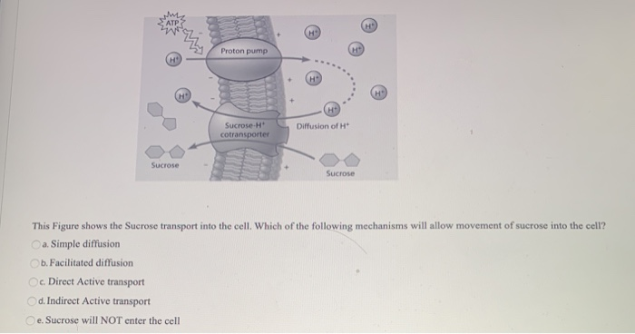 Solved H Proton pump HP H H Diffusion of H Sucrose | Chegg.com
