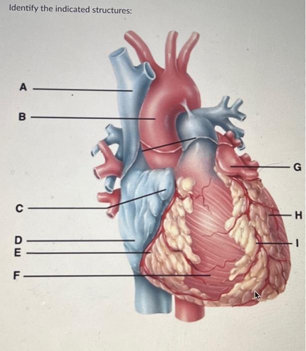 Solved Identify the indicated structures: A B- C- D DE F G - | Chegg.com