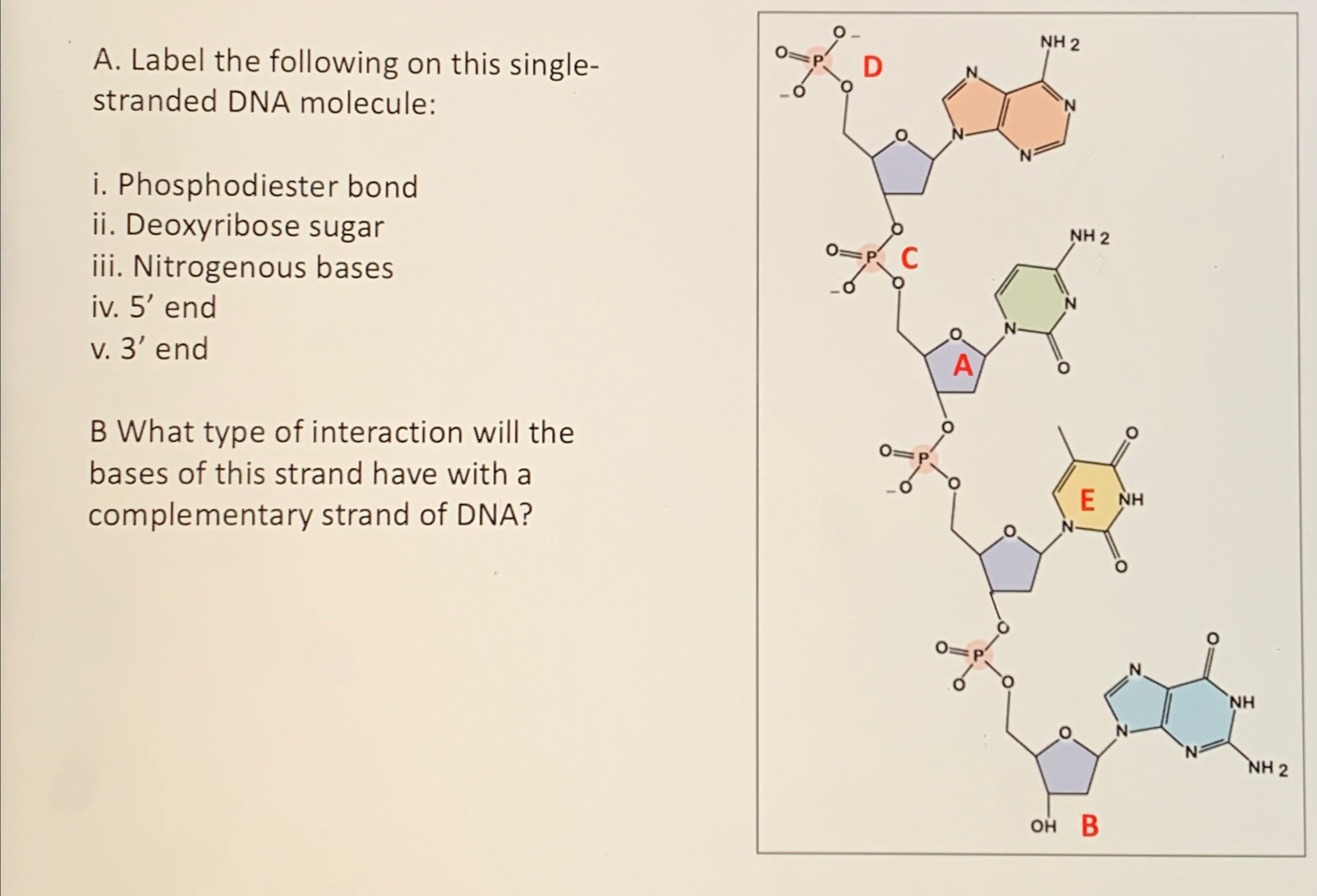 Solved A. ﻿Label the following on this singlestranded DNA | Chegg.com