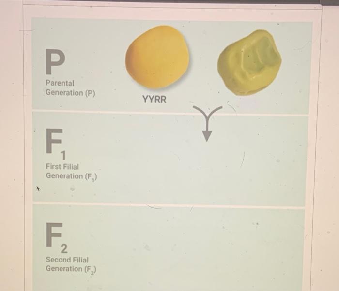 Solved P. Parental Generation (P) YYRR F 1 First Filial | Chegg.com