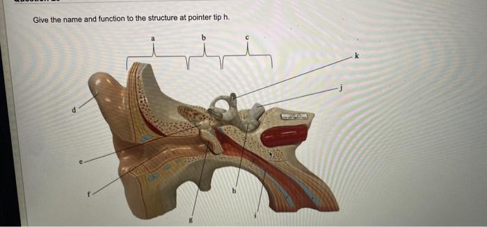 Solved Give the name and function to the structure at | Chegg.com