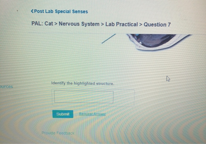 Solved Nervous System > Lab Practical > Question 7 | Chegg.com