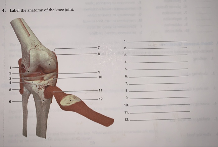 Solved 4. Label the anatomy of the knee joint. | Chegg.com