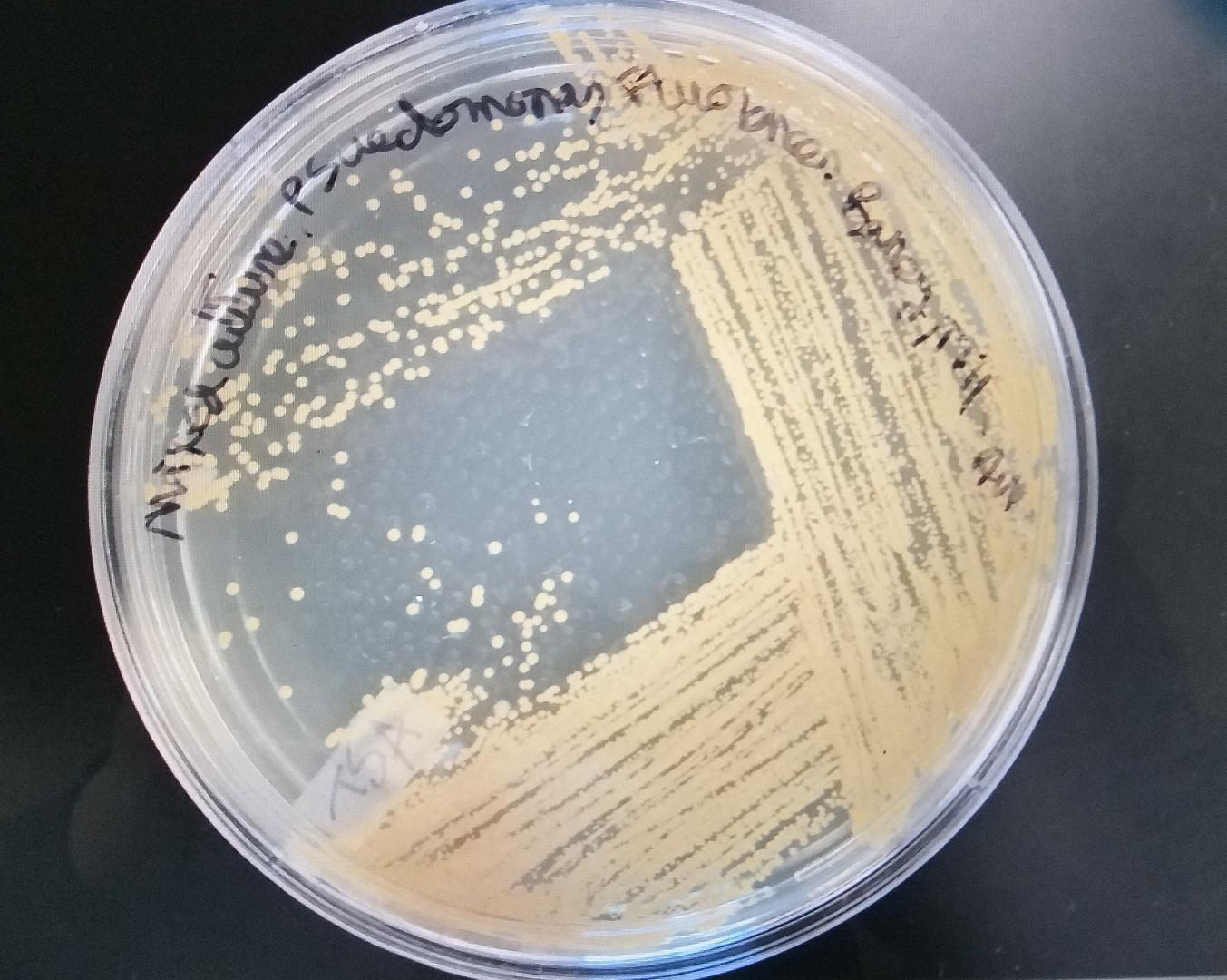 Solved Did you get single colonies of both species? If not, | Chegg.com