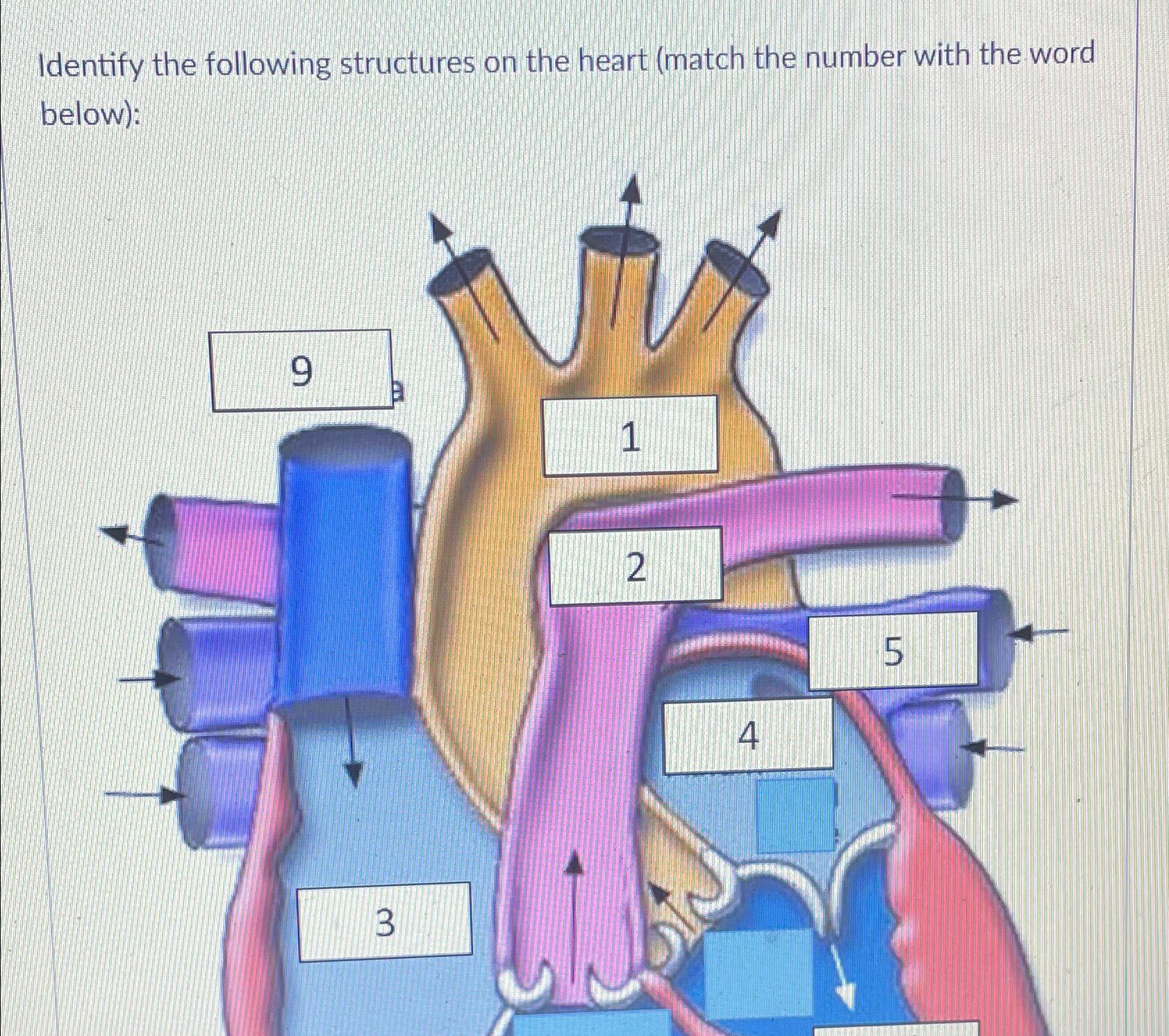 Solved Identify the following structures on the heart (match | Chegg.com