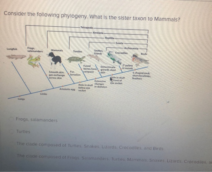 Solved consider the following phylogeny what is the sister | Chegg.com