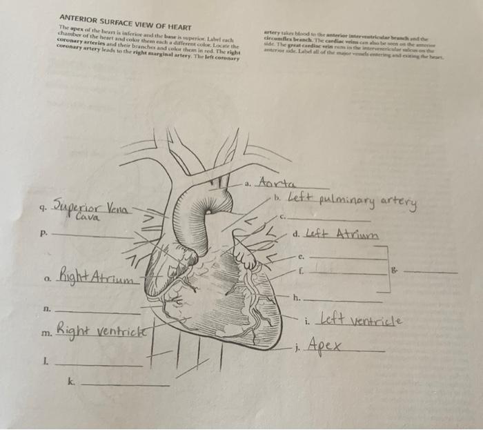 Solved ANTERIOR SURFACE VIEW OF HEART The apex of the is | Chegg.com