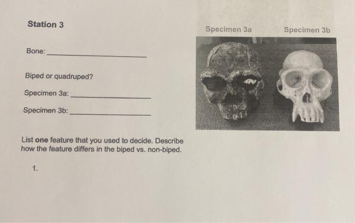 Solved Station 3 Specimen 3a Specimen 3b Bone: Biped or | Chegg.com
