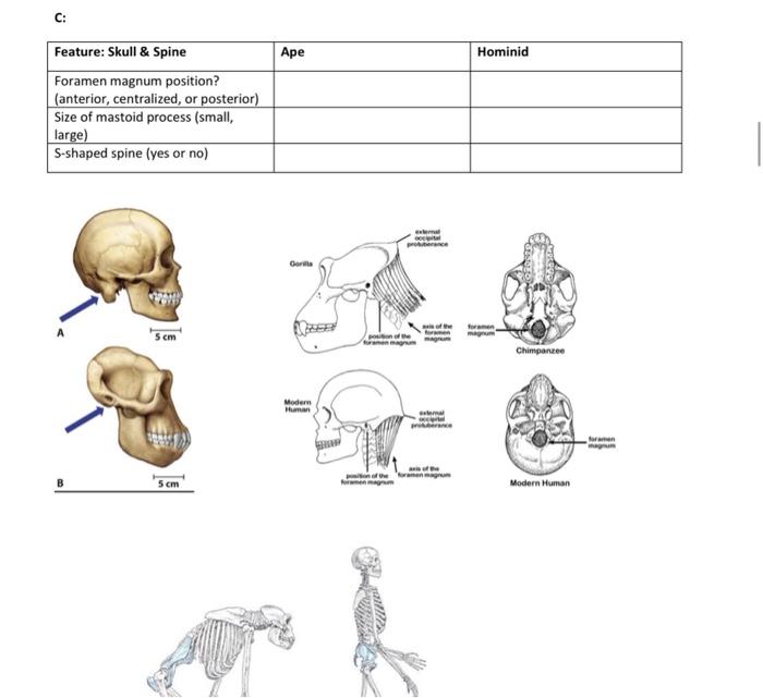 Solved C Ape Hominid Feature Skull And Spine Foramen Magnum