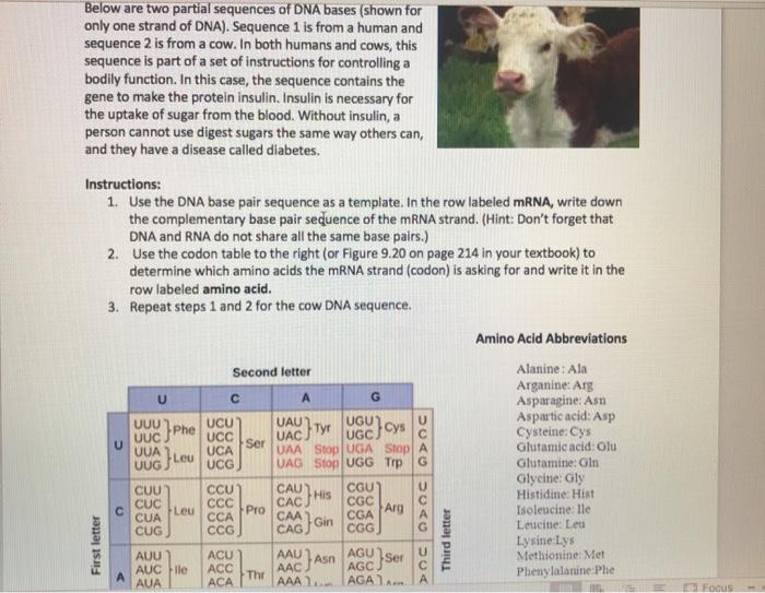 Solved Below are two partial sequences of DNA bases (shown | Chegg.com