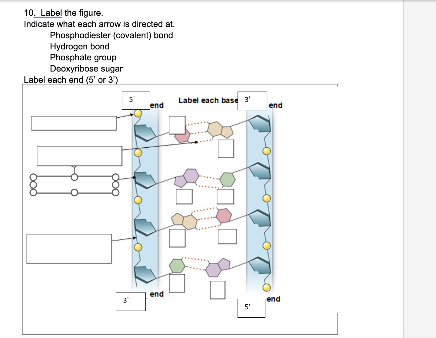 Solved Label the figure.Indicate what each arrow is directed | Chegg.com