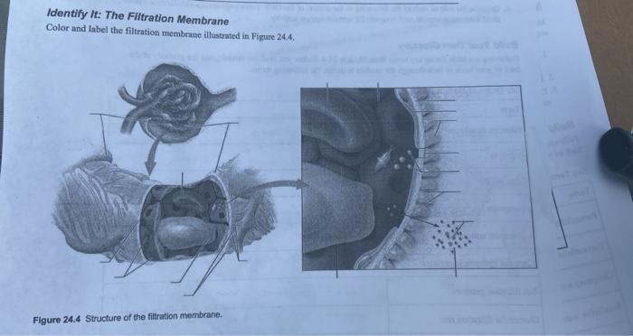 Solved Identify It: The Filtration Membrane Color and label | Chegg.com
