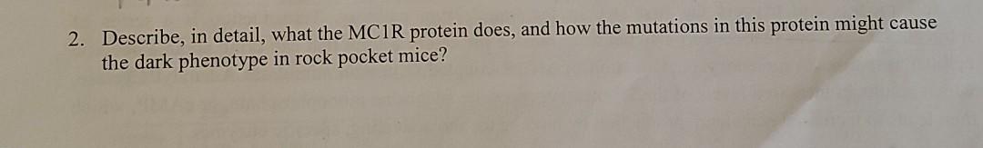 Solved 2. Describe, in detail, what the MCIR protein does, | Chegg.com