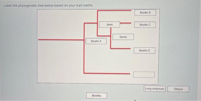 Solved Label the phylogenetic tree below based on your trait | Chegg.com