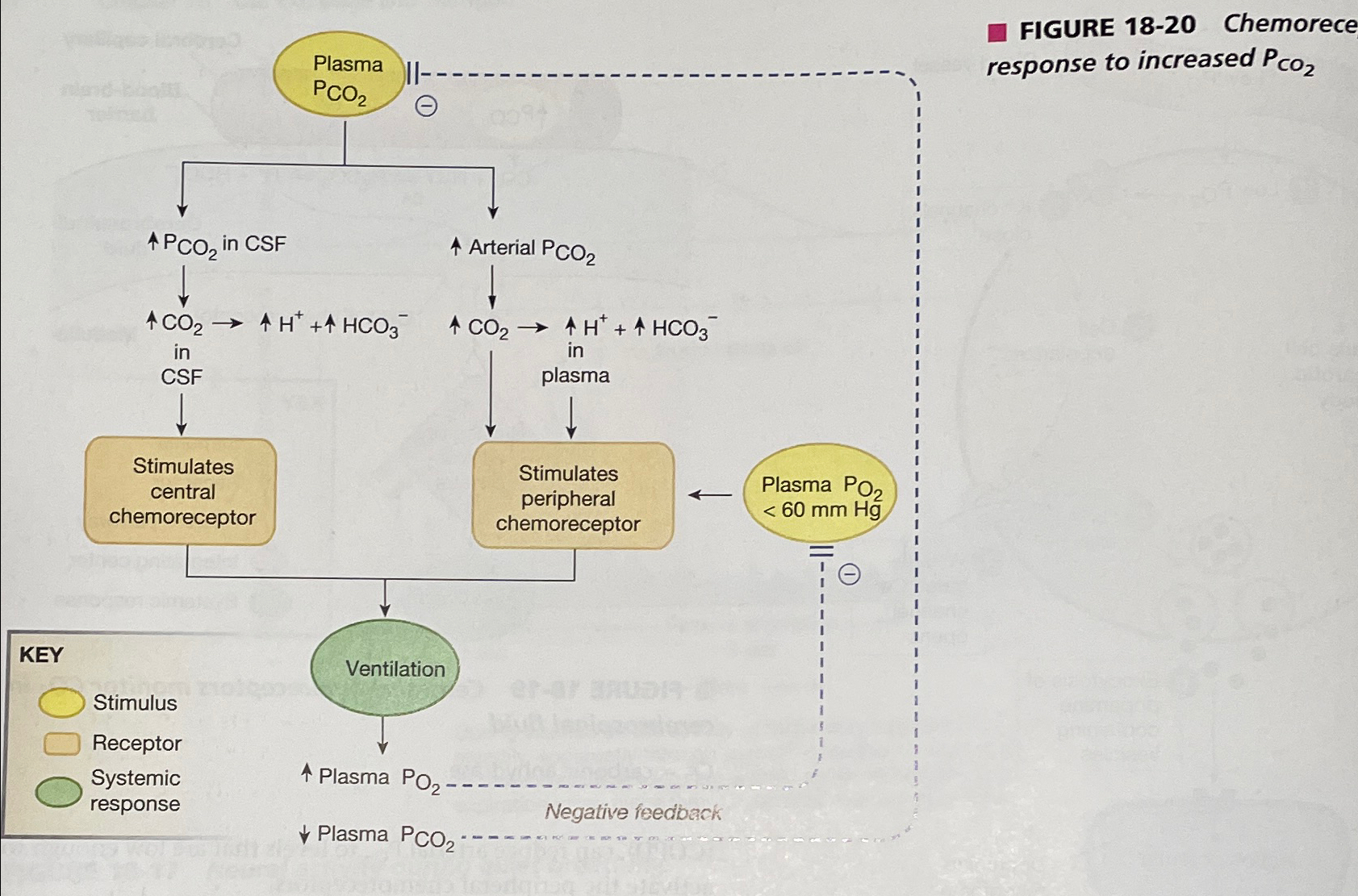 Solved The chemoreceptor reflex showin in figure 18.20 ﻿is | Chegg.com