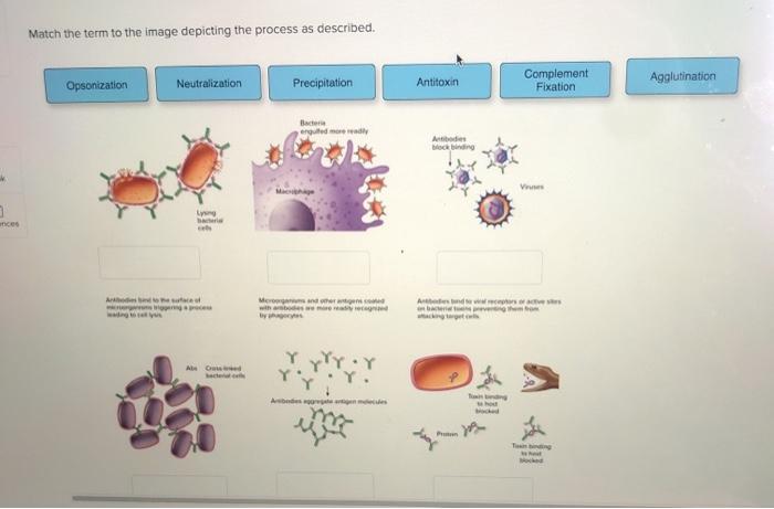 Solved Match the term to the image depicting the process as | Chegg.com
