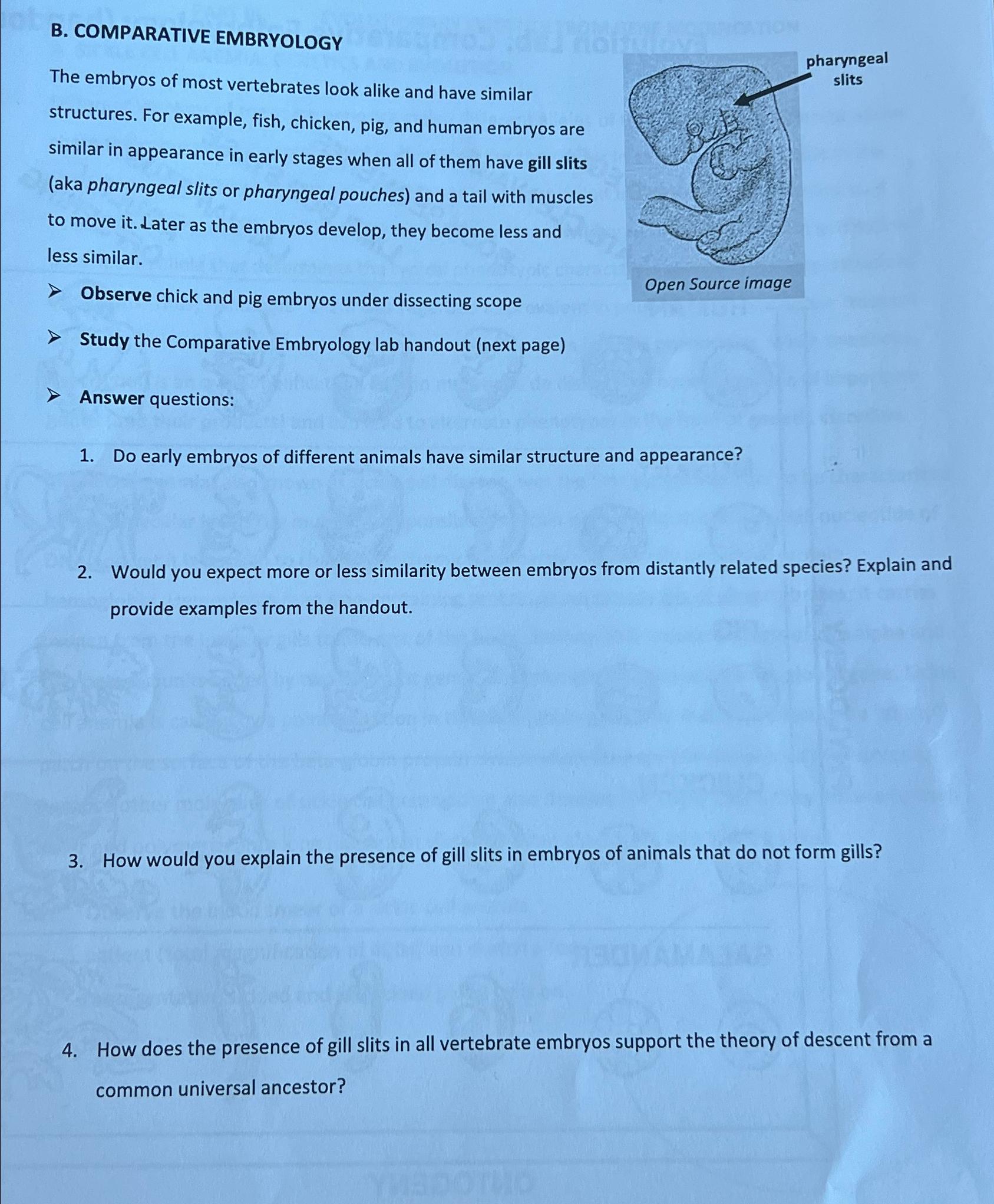 Solved B. ﻿COMPARATIVE EMBRYOLOGYThe embryos of most | Chegg.com