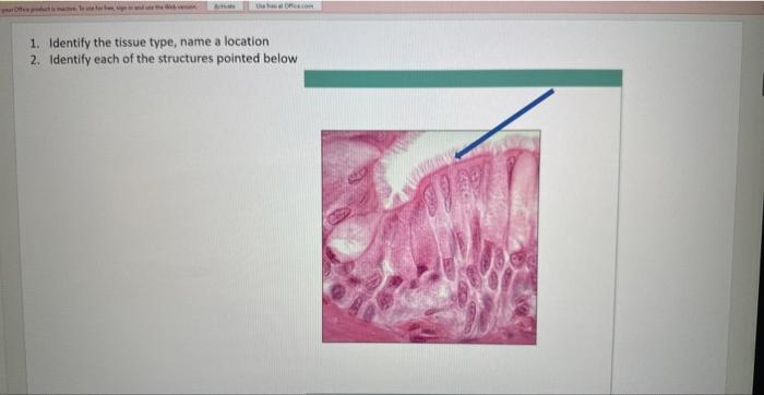 1. Identify the tissue type, name a location 2. | Chegg.com