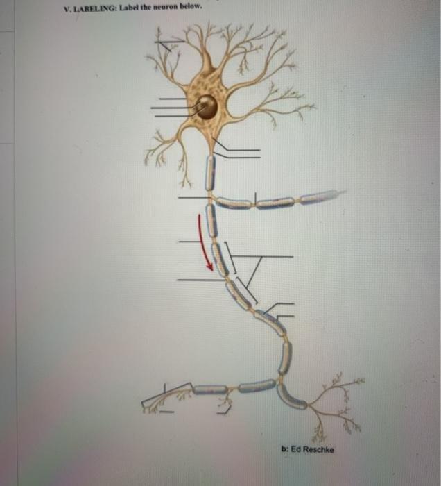 Solved V. LABELING:Label the neuron below. b: Ed Reschke | Chegg.com