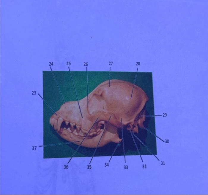 Solved identify the following structures | Chegg.com Solved identify the following structures | Chegg.com