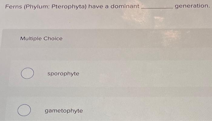 Solved Ferns Phylum Pterophyta Have A Dominant