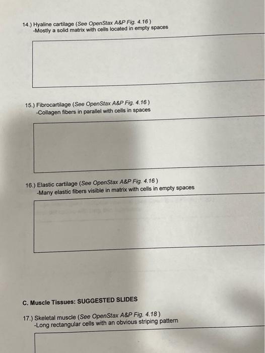 Solved 14.) Hyaline cartilage (See OpenStax A\&P Fig. 4.16) | Chegg.com