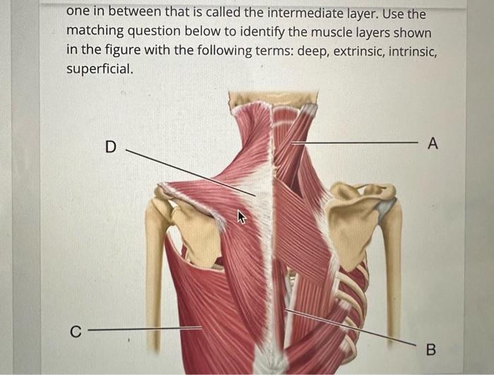 Solved one in between that is called the intermediate layer. | Chegg.com