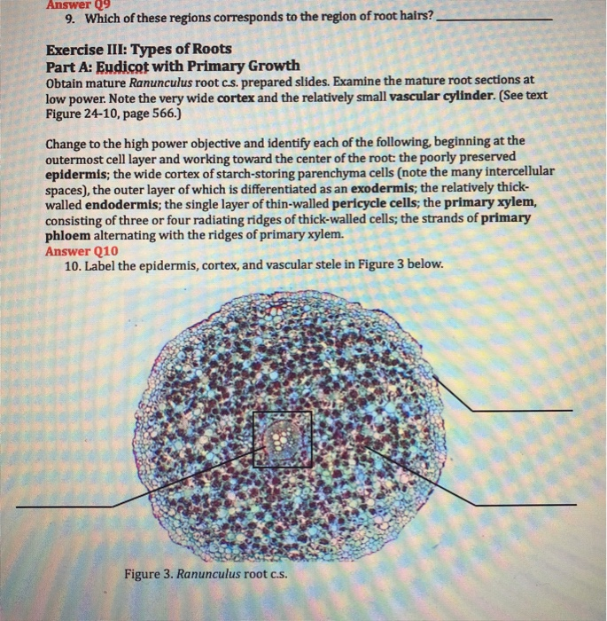 Solved Exercise I: External Morphology of Roots Part A: | Chegg.com