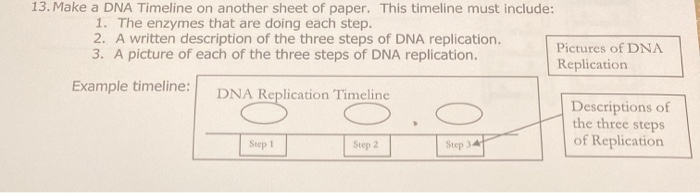 Dna Timeline Worksheet