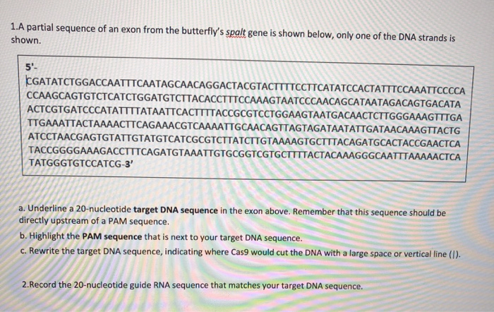 1.A partial sequence of an exon from the butterfly's | Chegg.com
