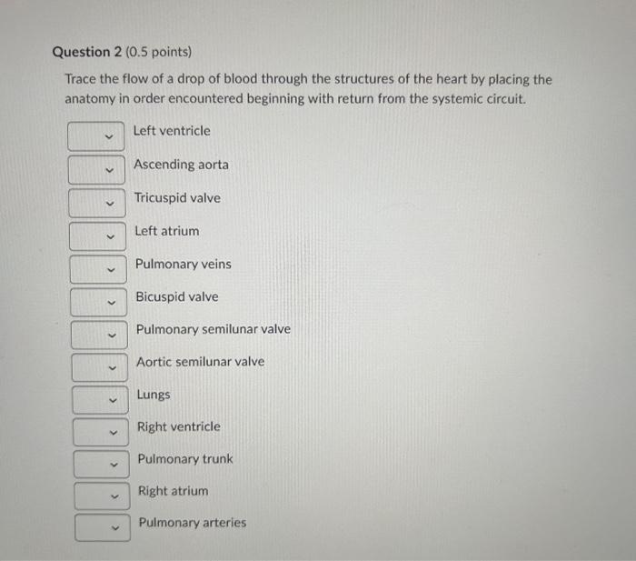 Solved trace the flow of a drop of blood through the | Chegg.com
