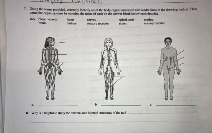 Solved 7. Using the terms provided, correctly identify all | Chegg.com