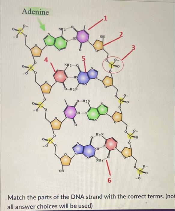 Solved CAREFULLY CHOOSE and match the DNA strands 1-6answer | Chegg.com