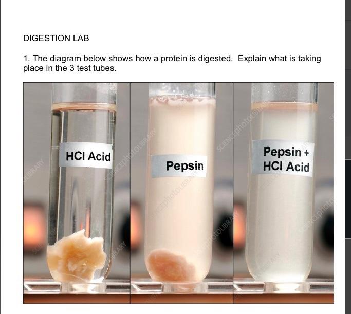 Solved DIGESTION LAB 1. The diagram below shows how a | Chegg.com