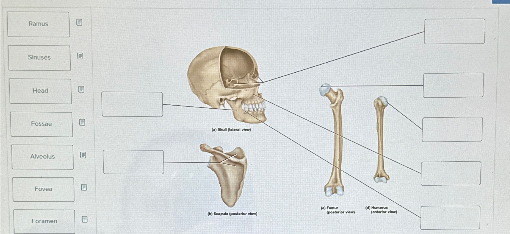 Solved RamusSinusesHeadFossaeAlveolusFoveaForamen | Chegg.com