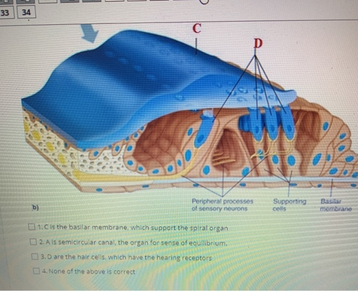 Solved 33 34 Pleas choose the right label for the structures | Chegg.com