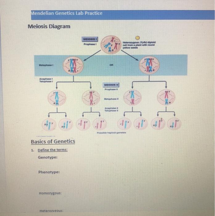 Solved Mendelian Genetics Lab Practice Meiosis Diagram MEDI | Chegg.com